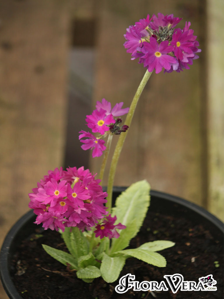 Primula denticulata « Floravera