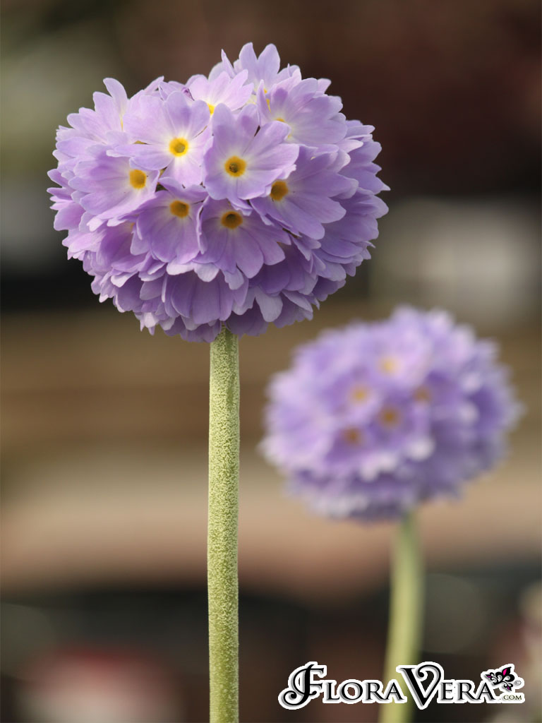 Primula denticulata « Floravera
